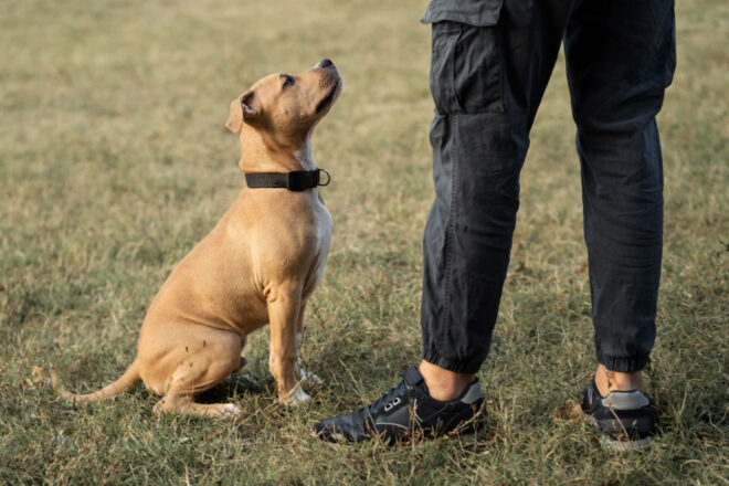 Miglior cane da guardia e da difesa: le 7 razze migliori – Come ...